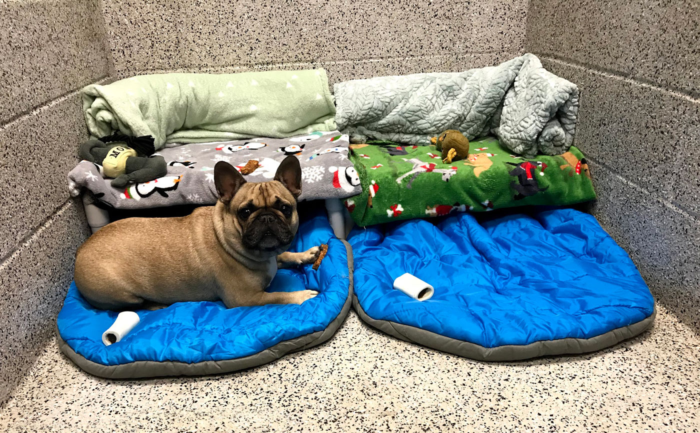 Inpatient Care - Vet in Dallas Texas | Dallas Veterinary Clinic