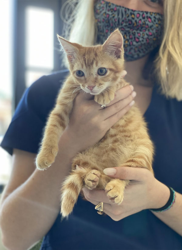 Inpatient Care - Vet in Dallas Texas | Dallas Veterinary Clinic