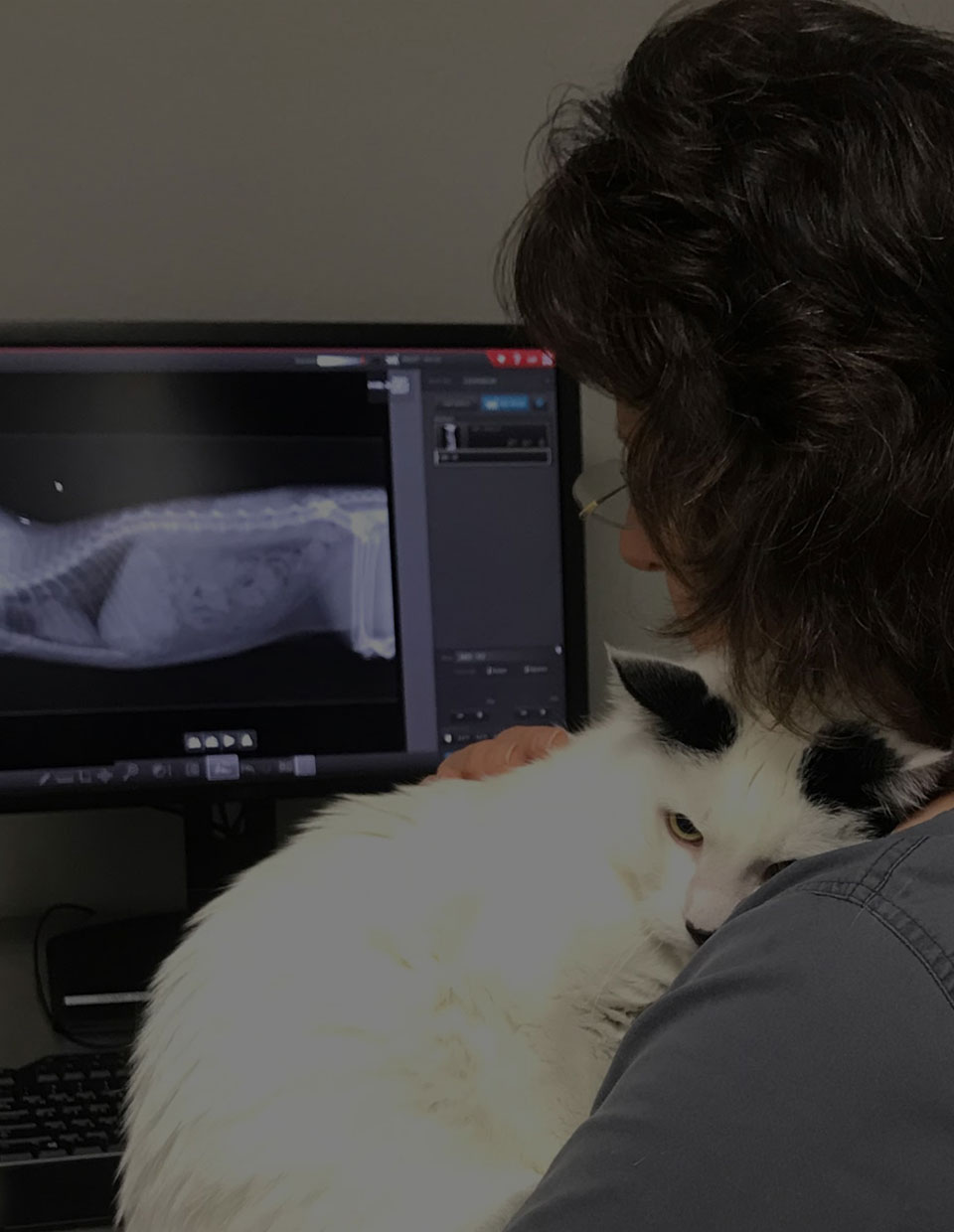 Home 2 - Vet in Dallas Texas | Dallas Veterinary Clinic