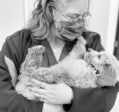 Surgery - Vet in Dallas Texas | Dallas Veterinary Clinic