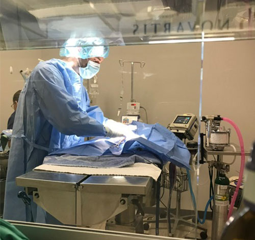 Veterinarian in Dallas Texas | Vet Near You | Dallas Veterinary Clinic